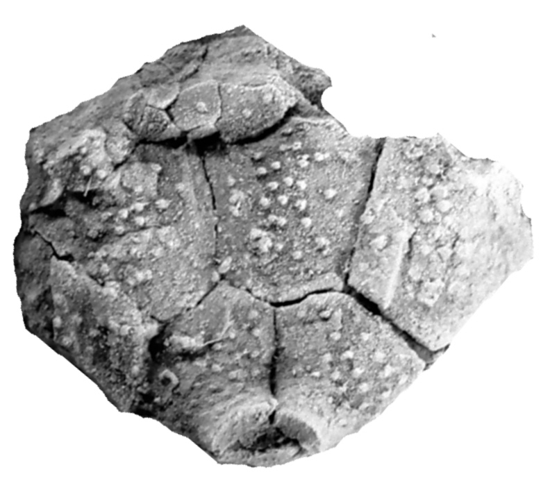 hauserjoachim