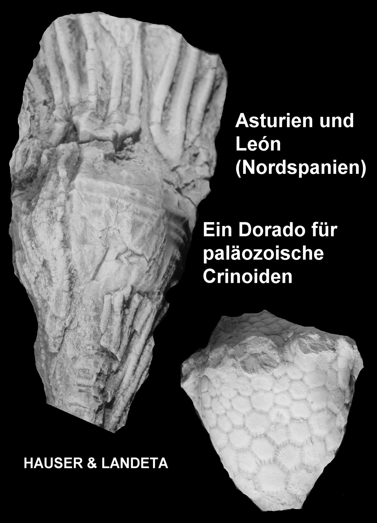 INDEX1 [www.devon-crinoiden.de]